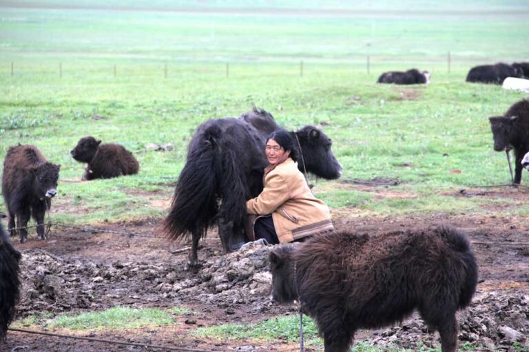 Amdo Travel Guide: Exploring the Stunning Region of Tibet